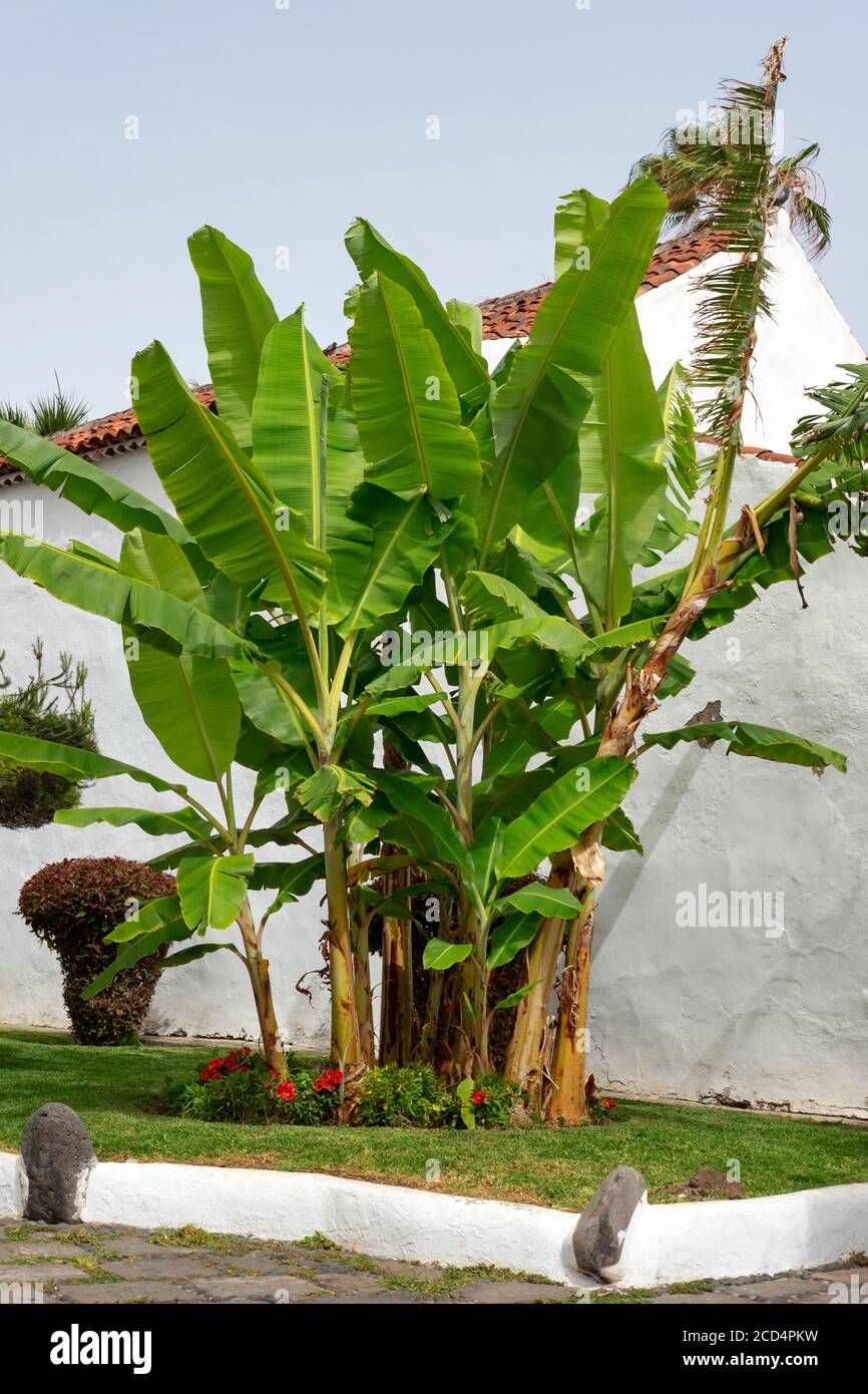Lush banana tree growing in a small garden surrounded by grass and red ...