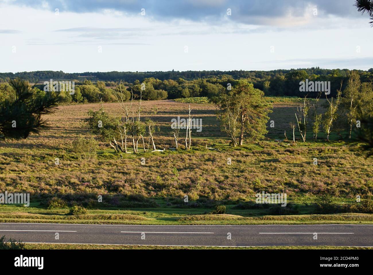 New Forest trees and road Stock Photo - Alamy