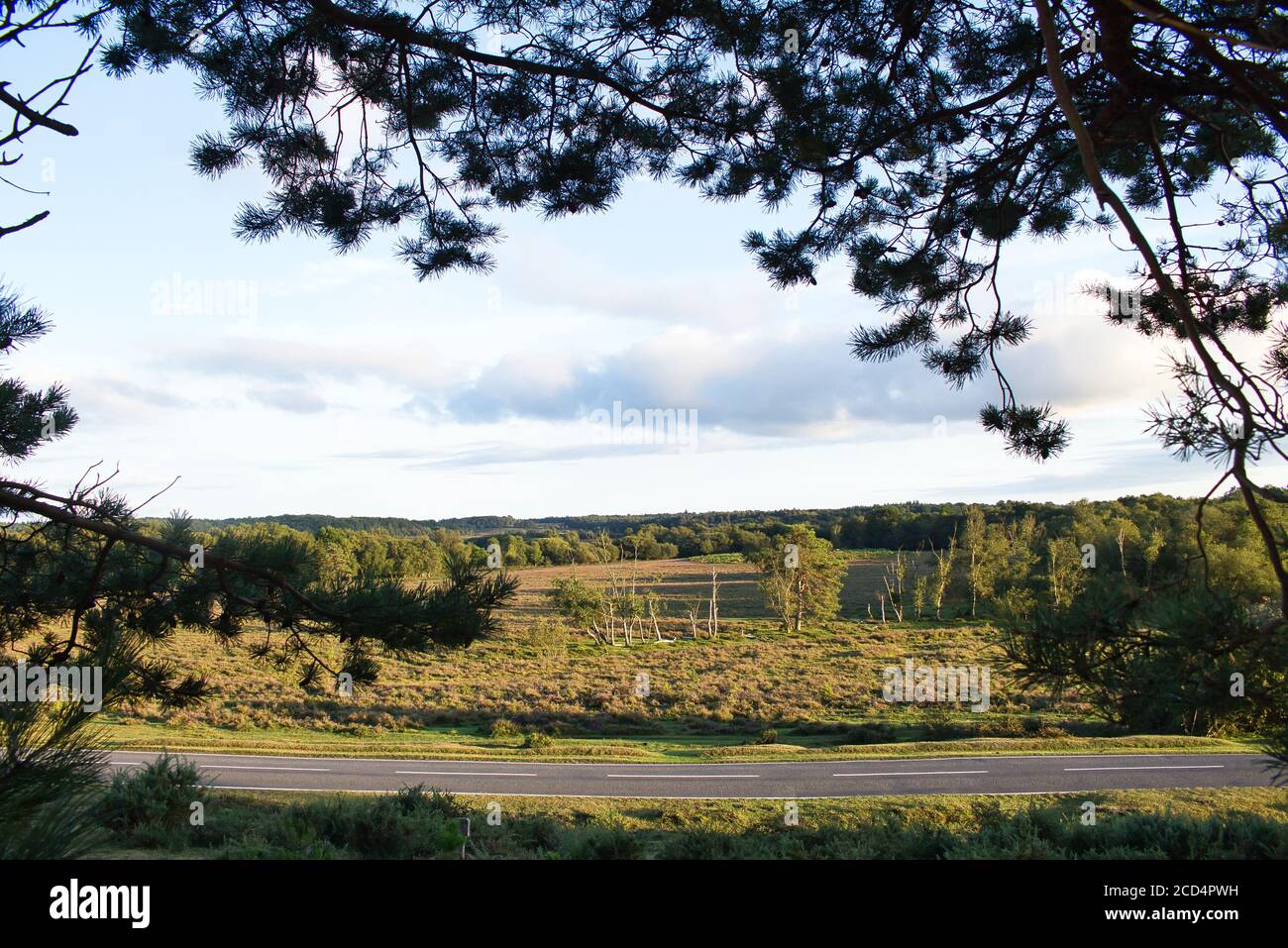 New Forest trees and road Stock Photo - Alamy
