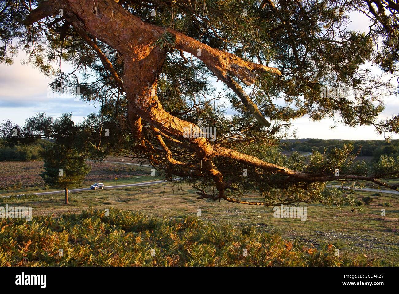New Forest trees and road Stock Photo - Alamy