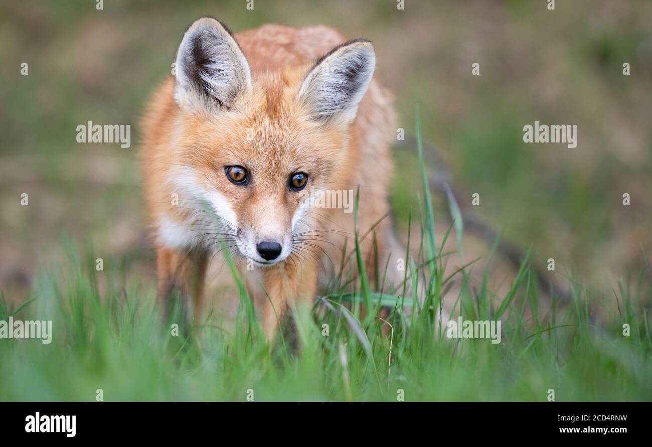 Red fox kit in the Canadian wilderness Stock Photo - Alamy