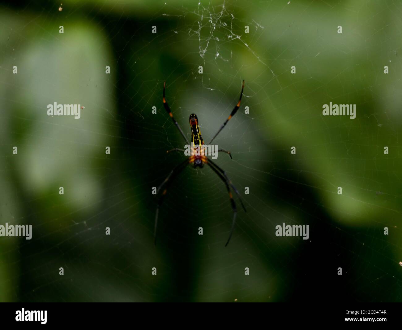 Multi colored spider on spider web, selective focus Stock Photo - Alamy