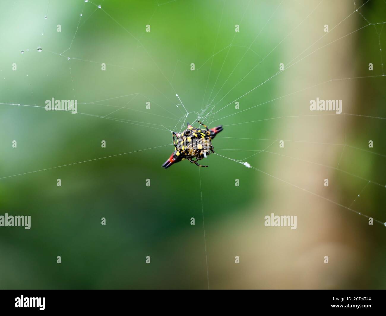 Trap door spiders hi-res stock photography and images - Alamy