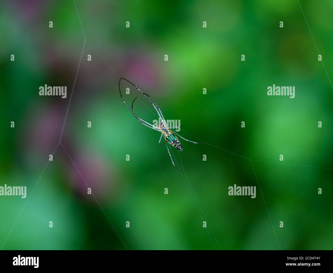 Multi colored spider on spider web, selective focus Stock Photo - Alamy