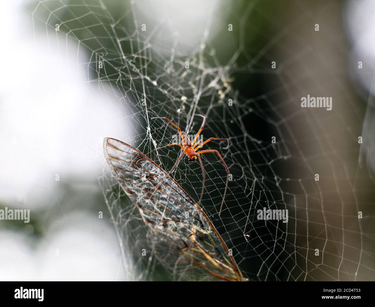 Multi colored spider on spider web, selective focus Stock Photo - Alamy