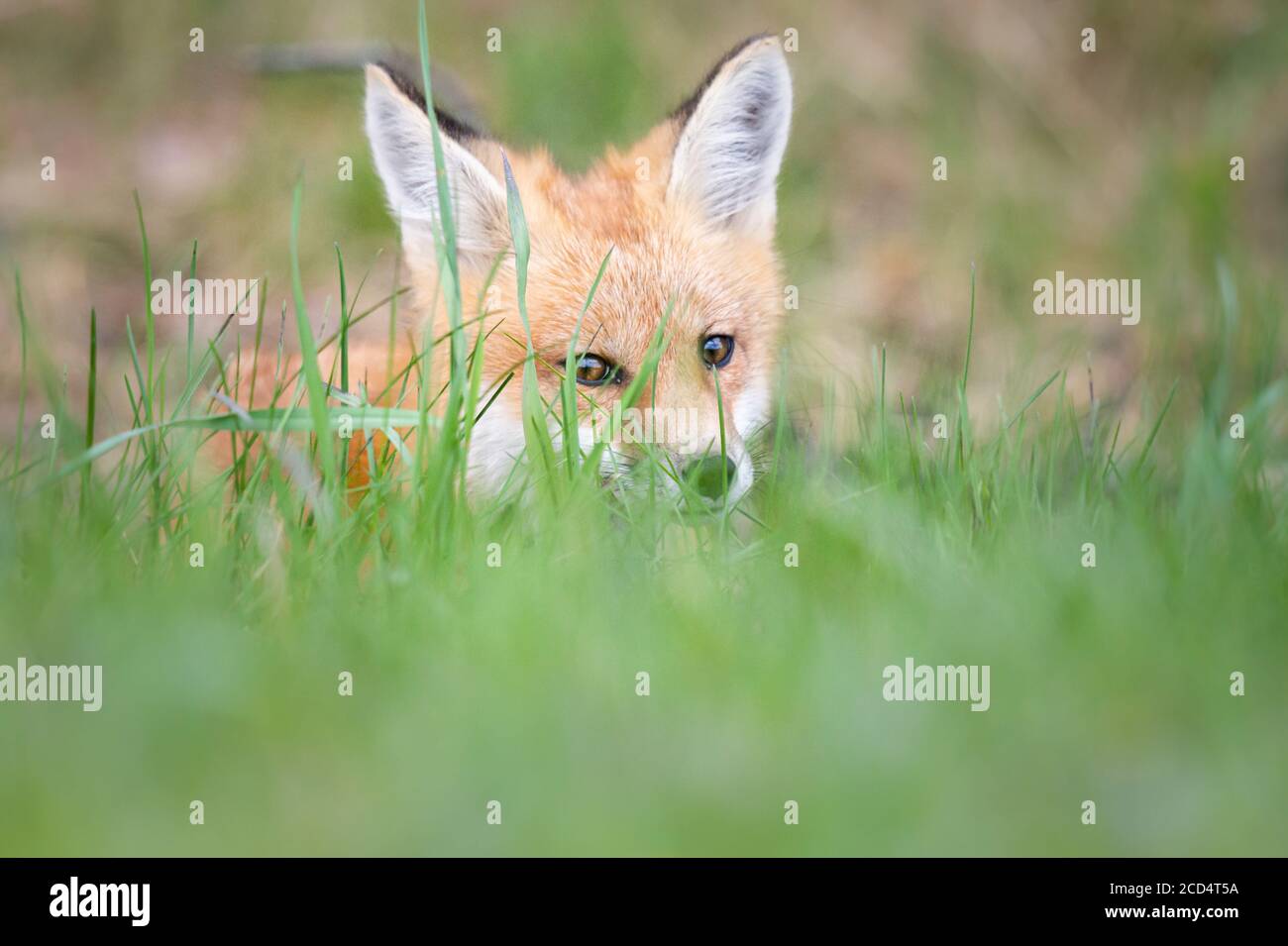 Red fox kit in the Canadian wilderness Stock Photo - Alamy