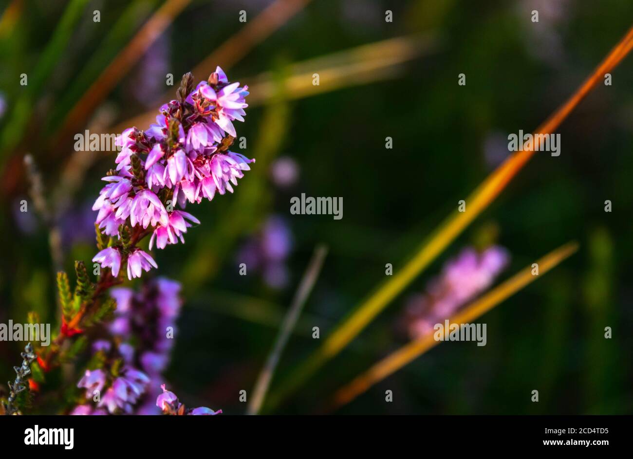Purple heather flowers hi-res stock photography and images - Alamy