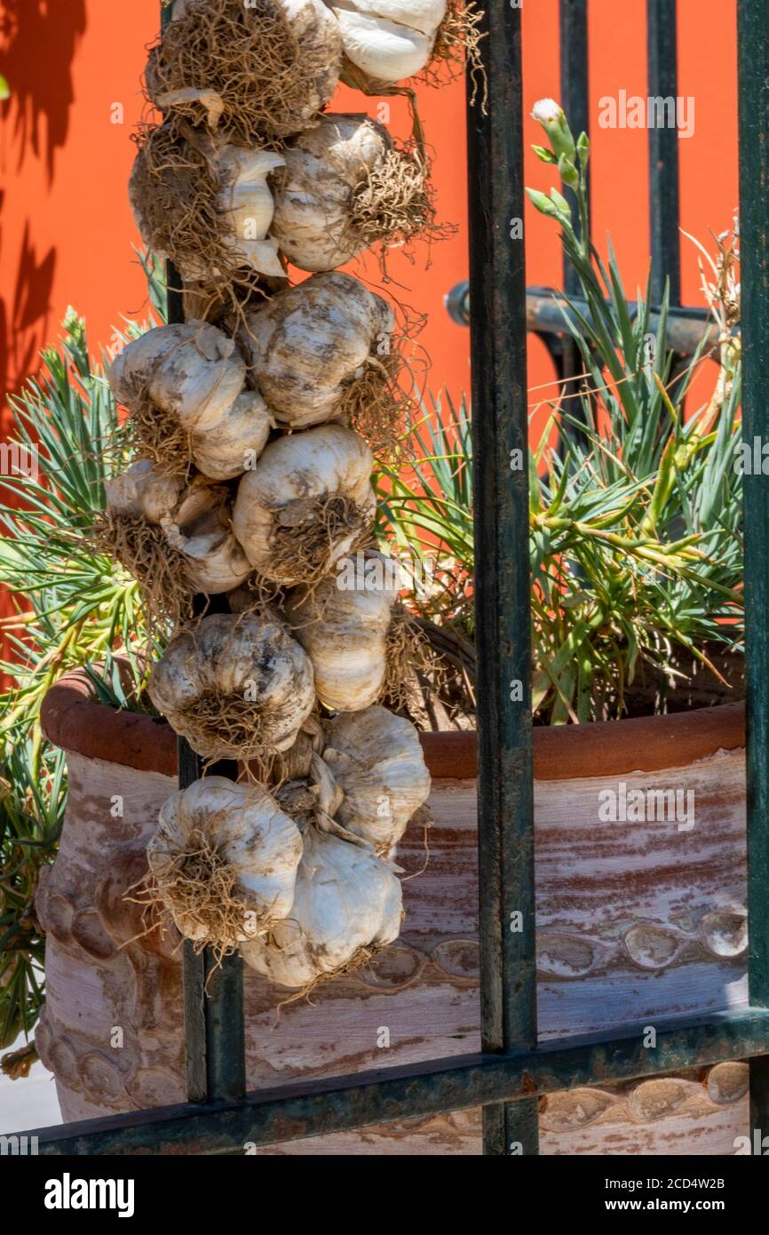 garlic plats hanging in the sun to dry with cloves and bulbs freshly ...