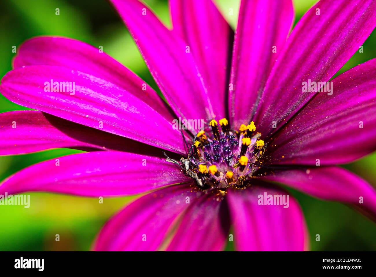 macro flower with pollen and purple petals Stock Photo - Alamy