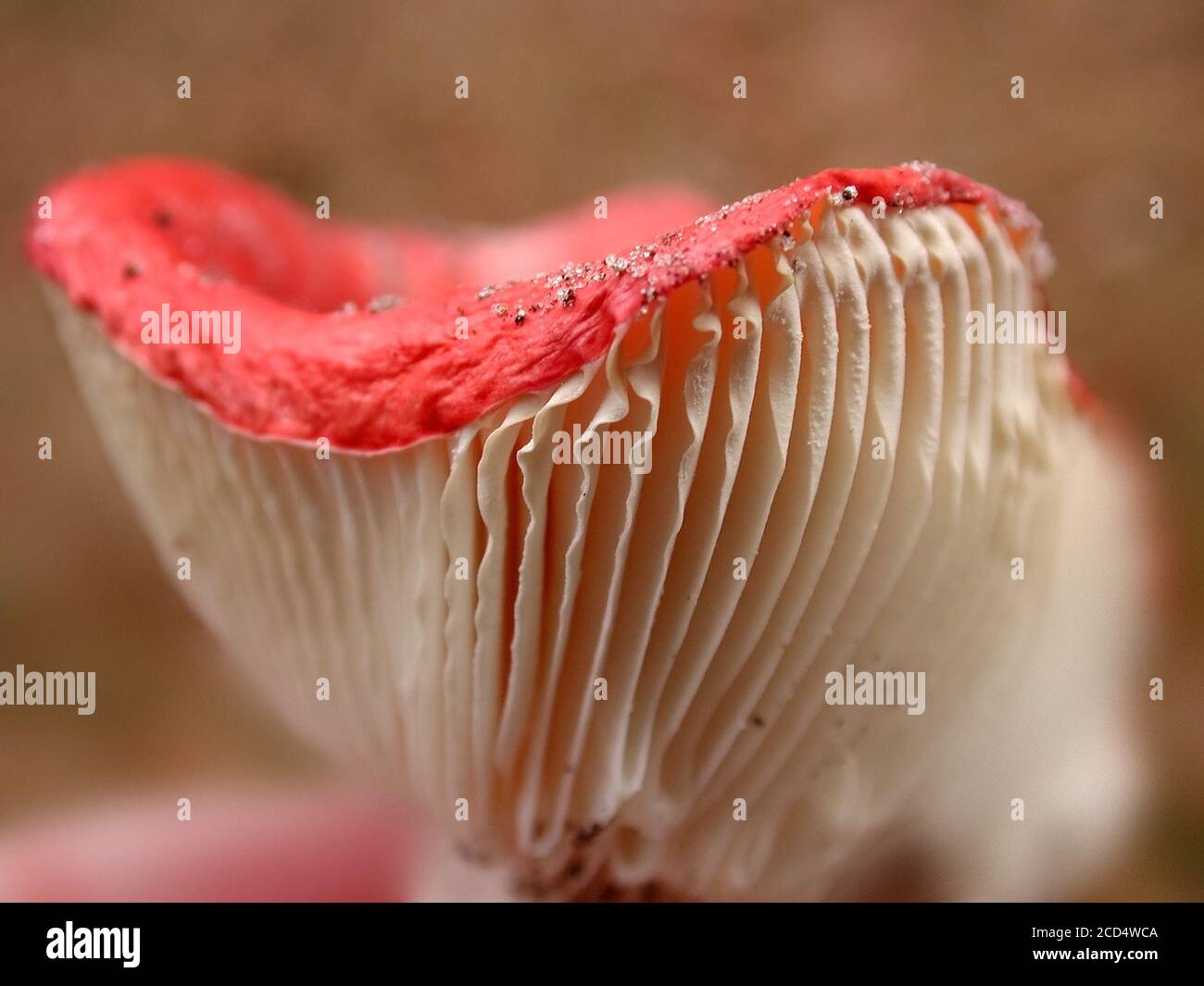 Mushrooms are a form of fungi found in natural settings around the ...