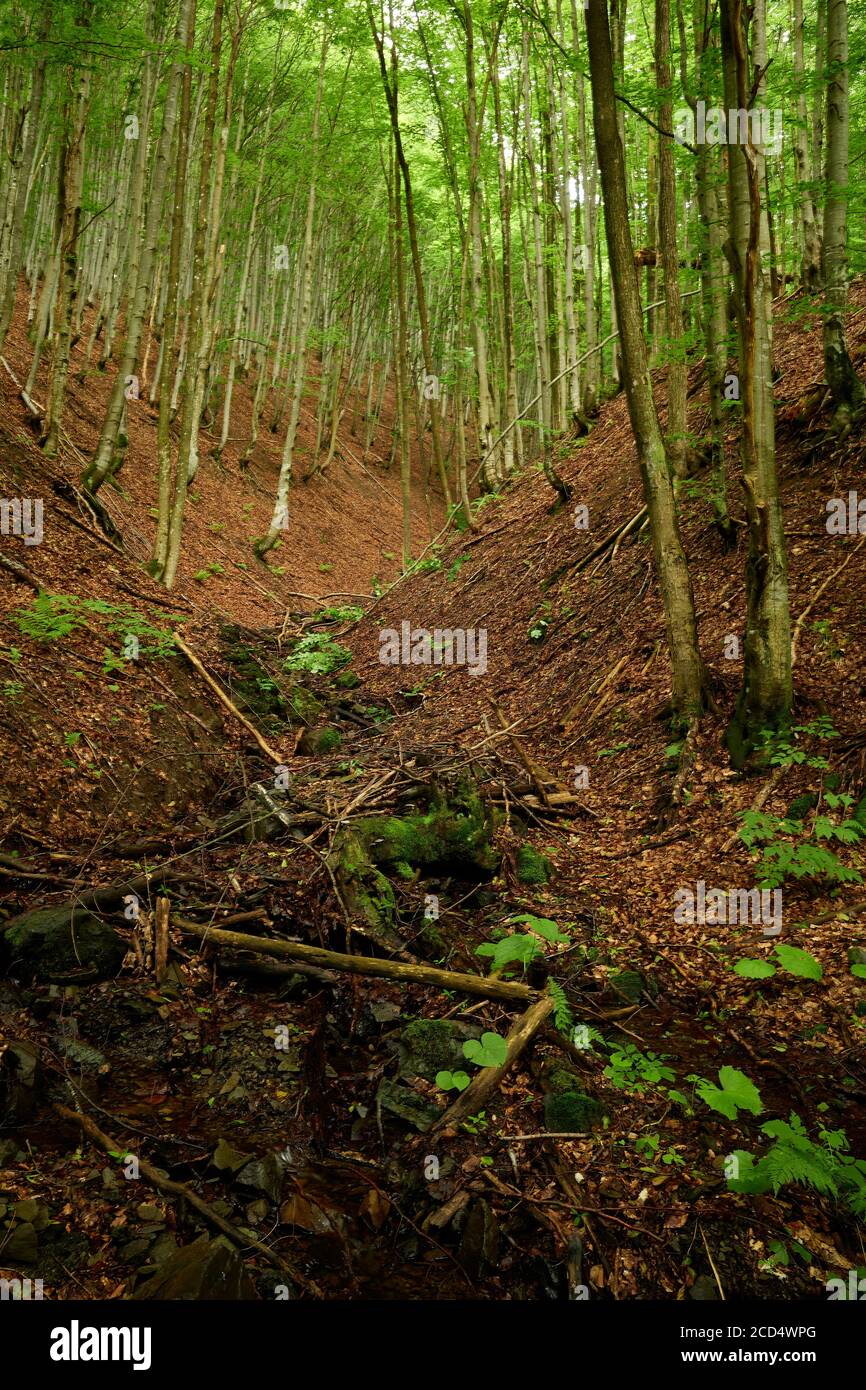 Rainforest covered mountains hi-res stock photography and images - Alamy