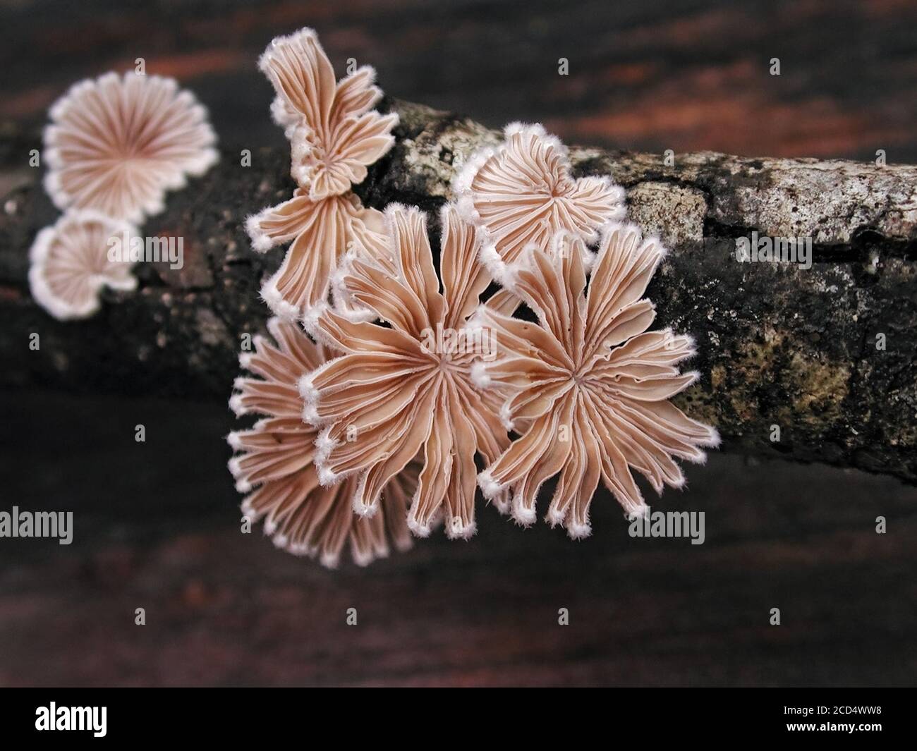 Mushrooms are a form of fungi found in natural settings around the ...