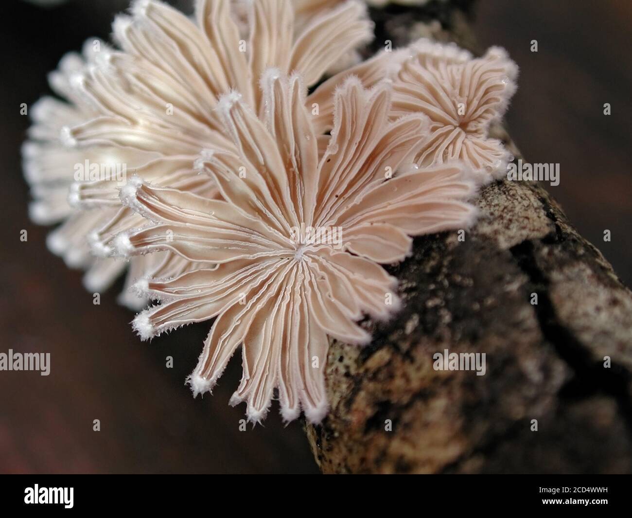 Fungi hi-res stock photography and images - Alamy