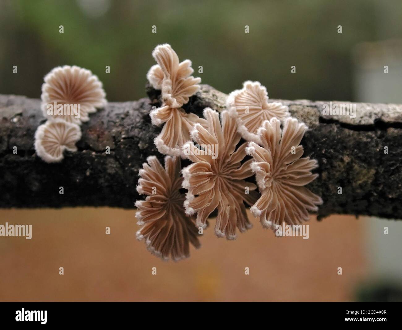 Fan shaped fungi hi-res stock photography and images - Alamy