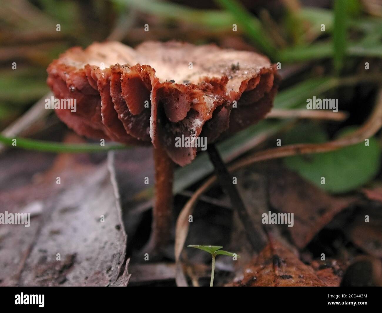 Mushrooms are a form of fungi found in natural settings around the ...