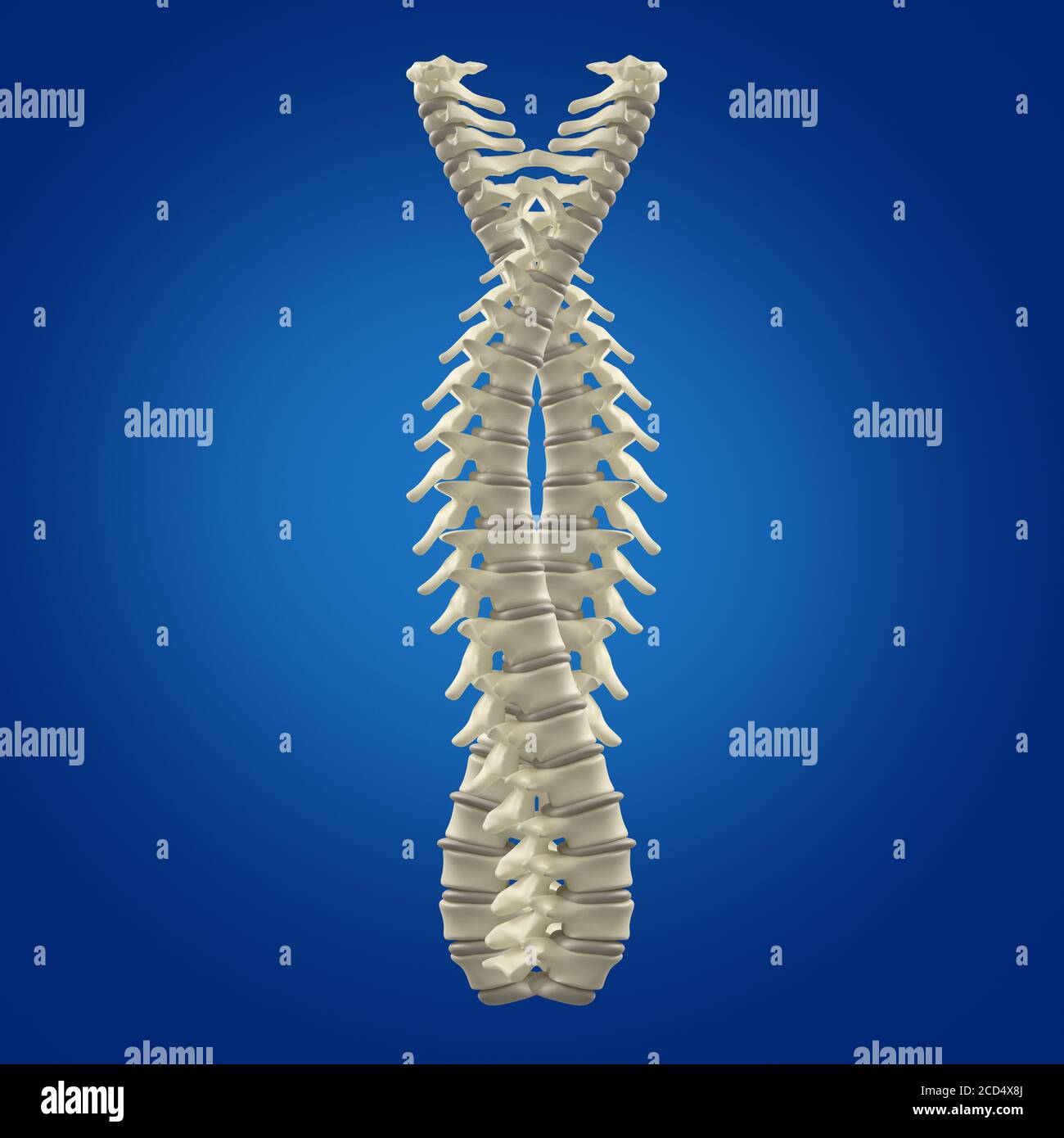 Anatomy illustration of isolated spine 3d illustration Stock Photo - Alamy