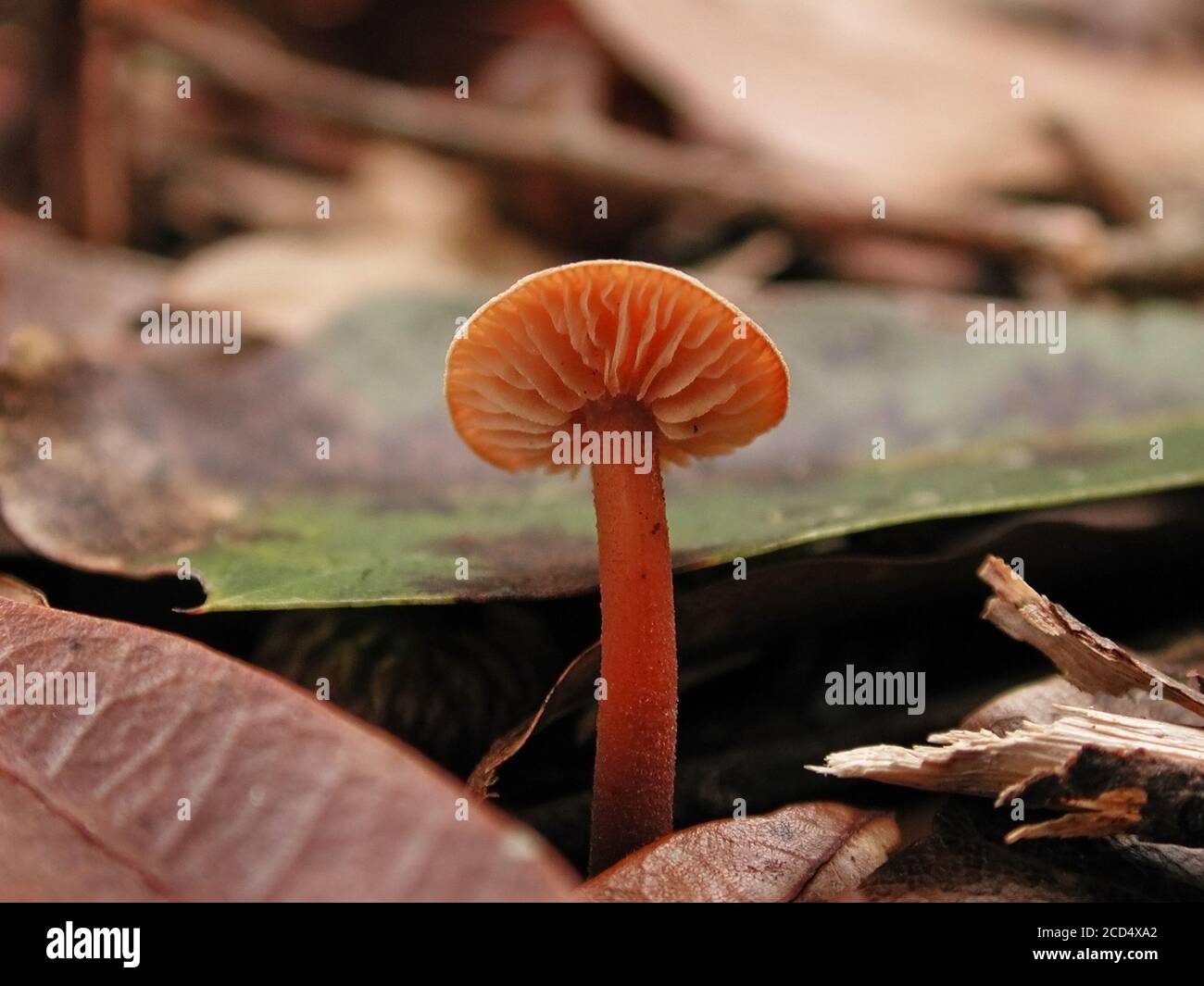 Mushrooms are a form of fungi found in natural settings around the ...