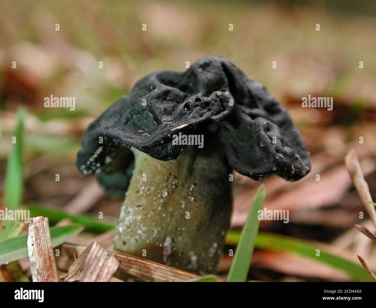 Black cap fungi hi-res stock photography and images - Alamy