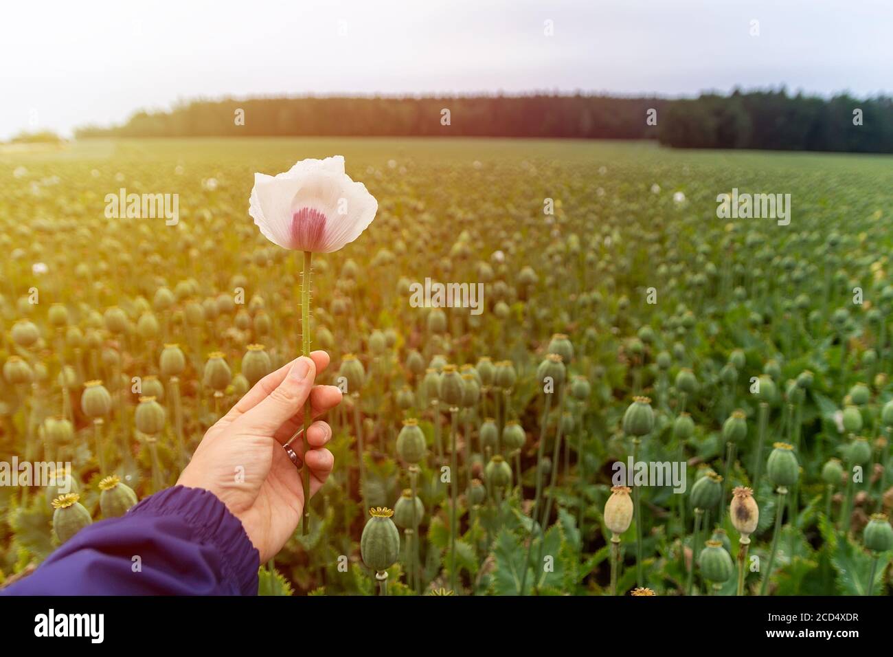 Poppy Seeds For Planting White Bridal Silk Poppy Seeds - 120 Count ...