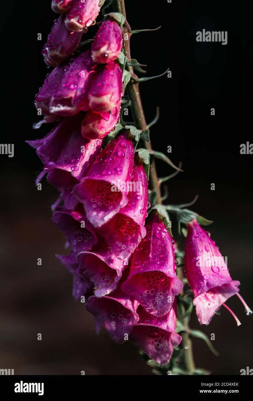 Violet digitalis flower with water droplet on dark background Stock ...