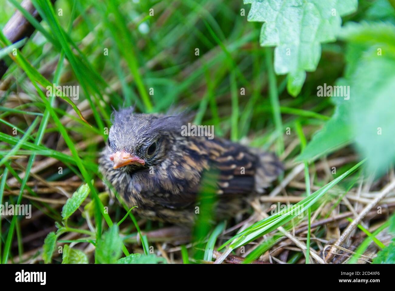 Portrait of small juvenile bird falling from nest, sitting in grass ...