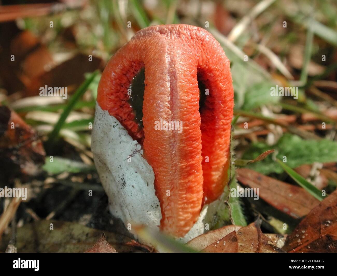 Mushrooms are a form of fungi found in natural settings around the ...
