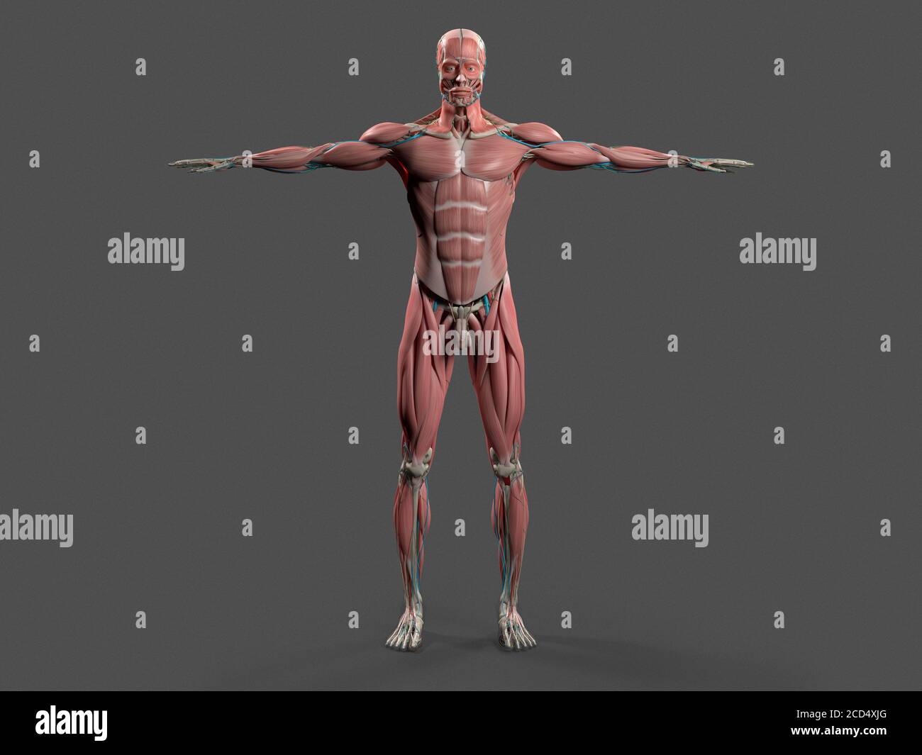 Human body anatomy illustration showing front full body on a plain ...