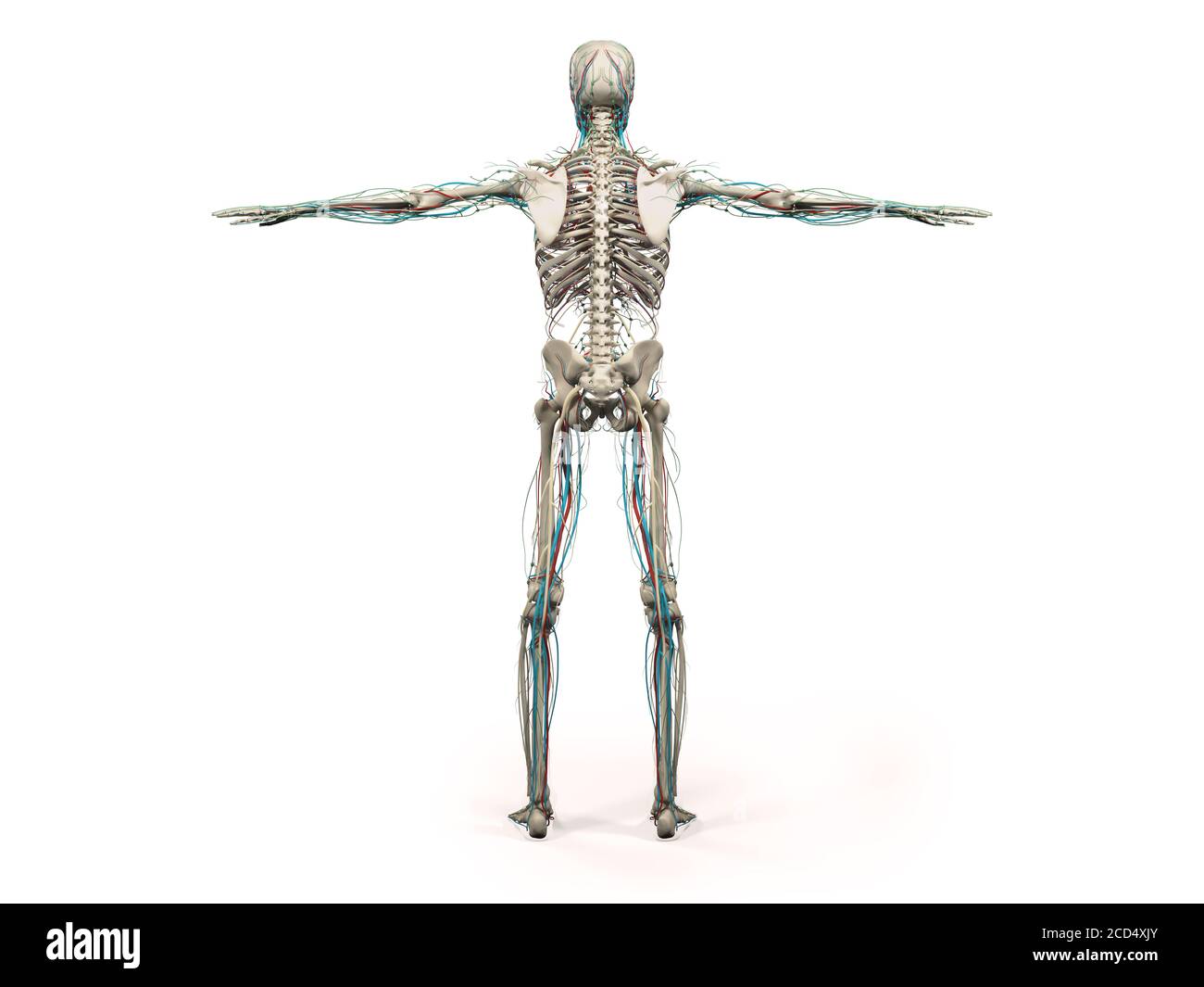 Human anatomy illustration showing back full body on a plain white ...