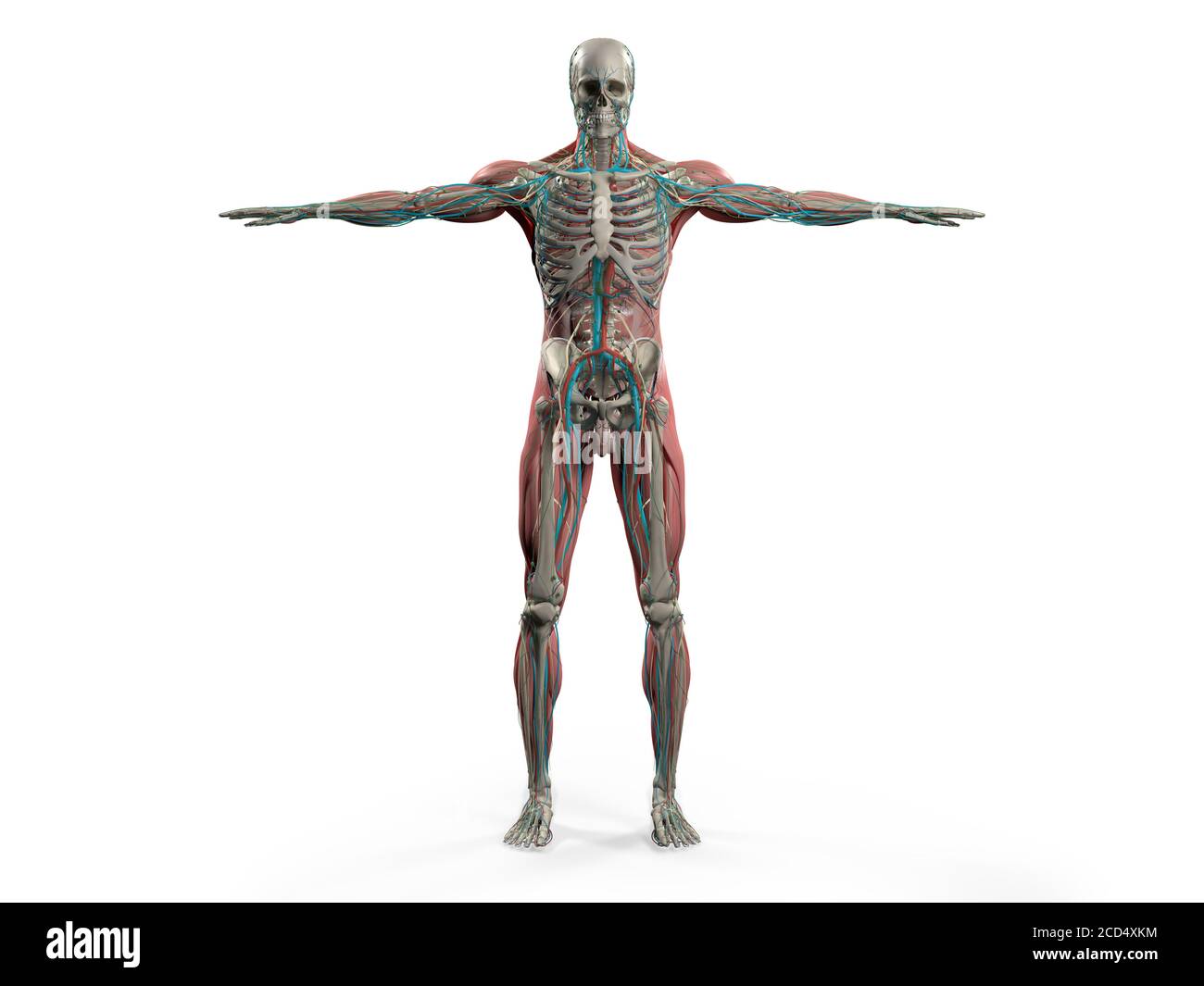 Human Body Anatomy Organs Full Figure High Resolution Stock Photography ...