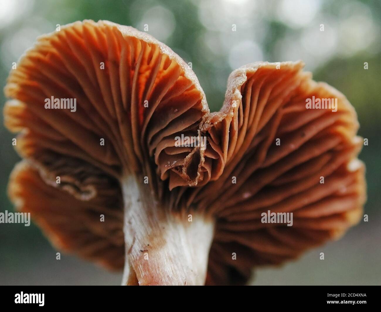 Mushrooms are a form of fungi found in natural settings around the ...