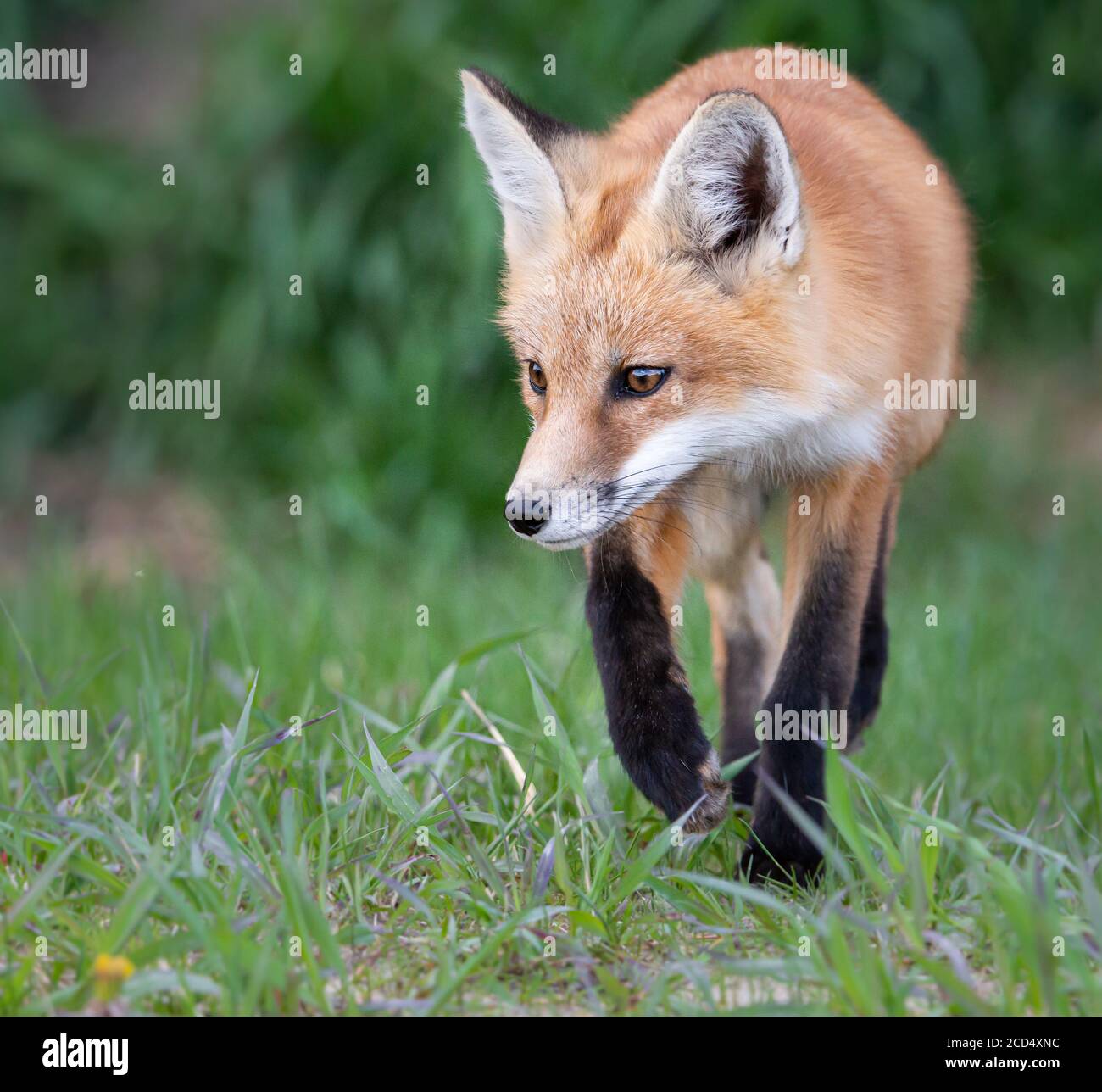 Red fox kits in the Canadian wilderness Stock Photo - Alamy