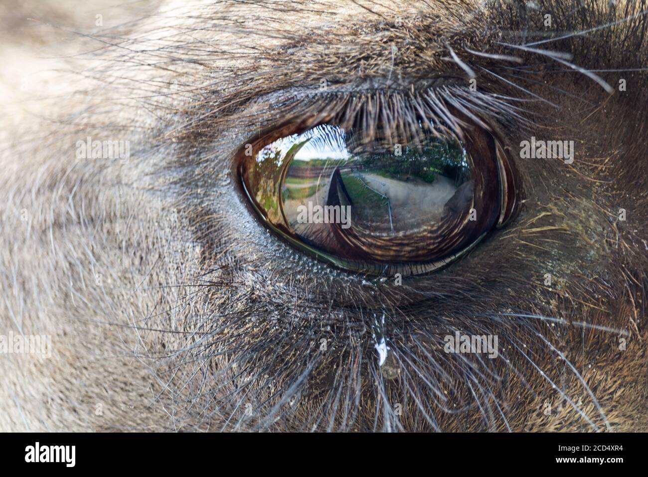 Macro photo of eye wild bactarian camel from side, Camelus ferus Stock ...
