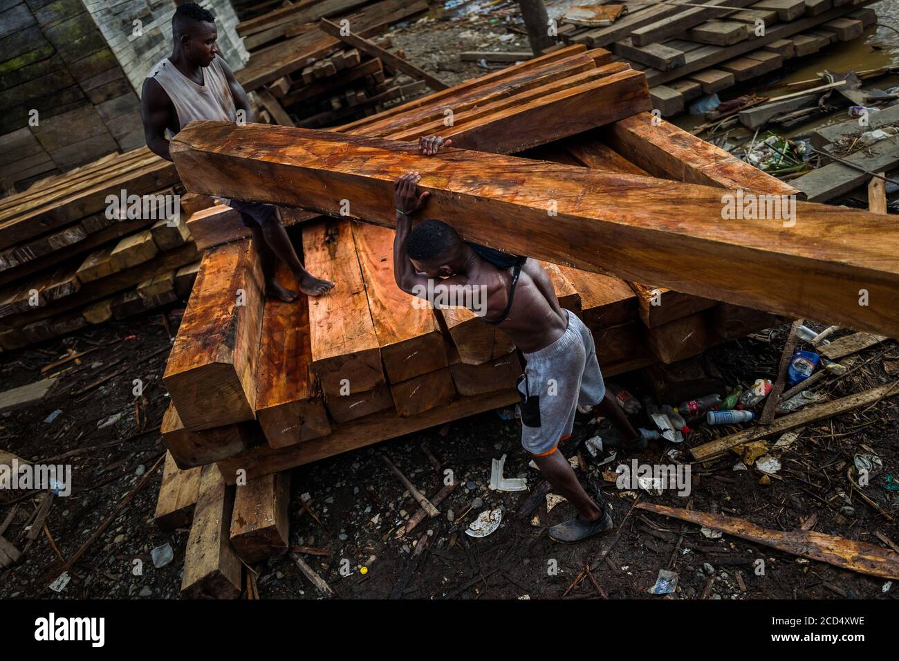 A Colombian worker carries a rough sawn timber, extracted from the ...