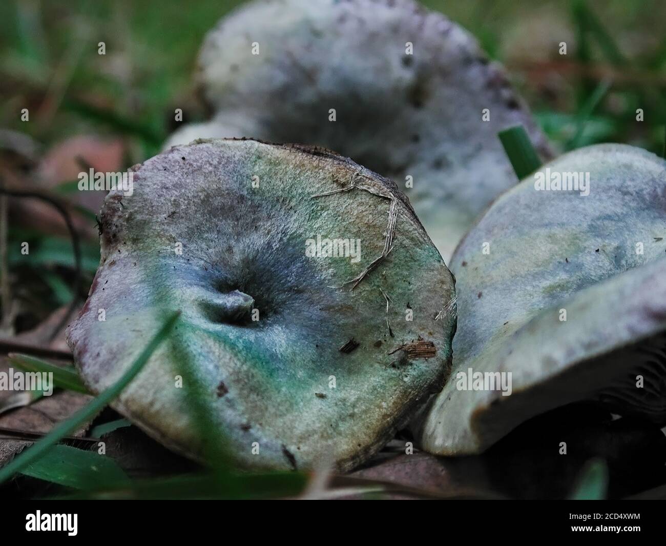Mushrooms are a form of fungi found in natural settings around the ...