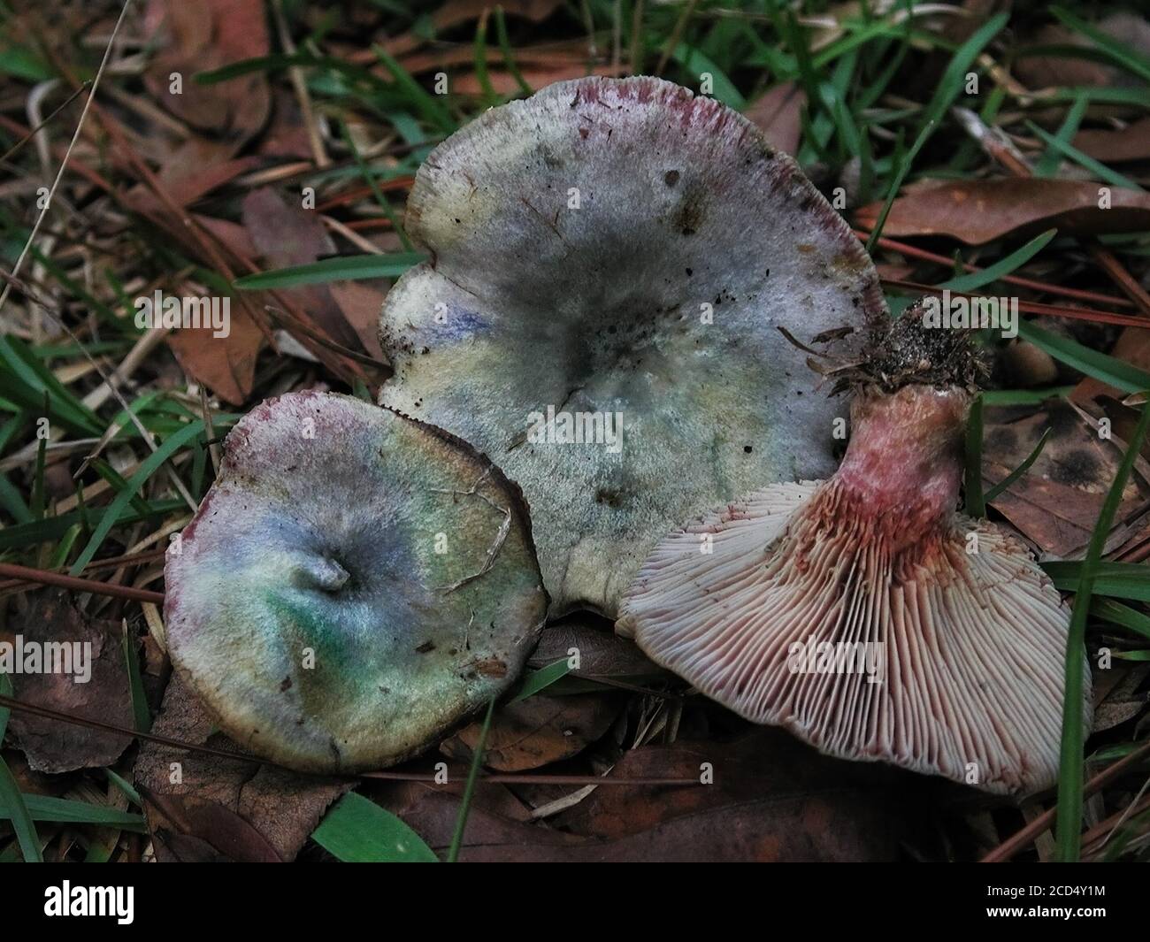Mushrooms are a form of fungi found in natural settings around the ...