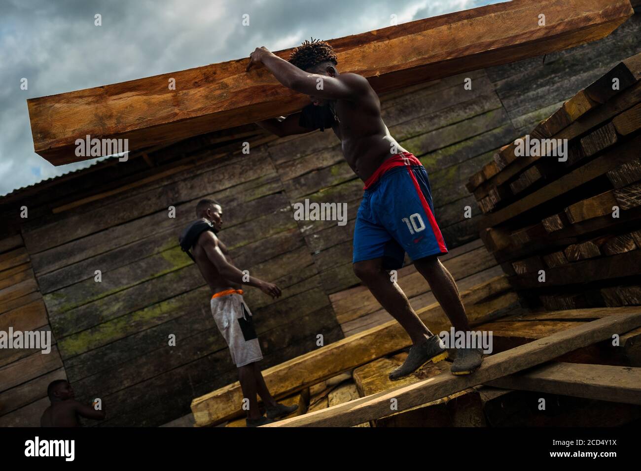 A Colombian worker carries a rough sawn timber, extracted from the ...