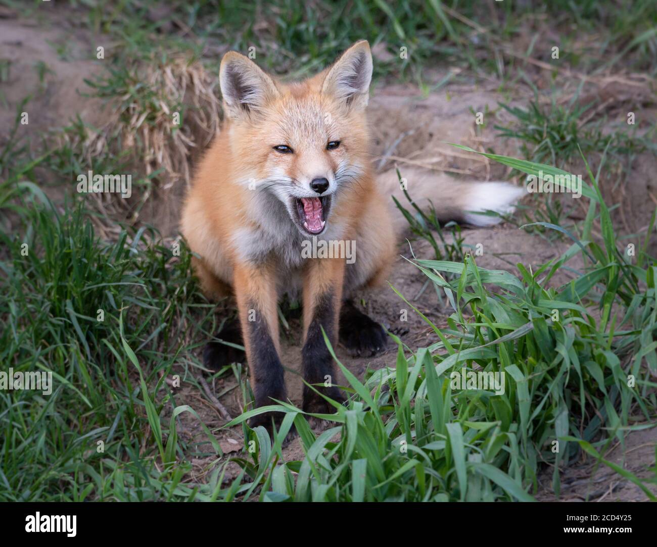 Red fox kit in the Canadian wilderness Stock Photo - Alamy