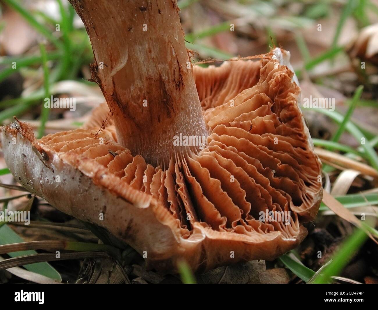 Mushrooms are a form of fungi found in natural settings around the ...