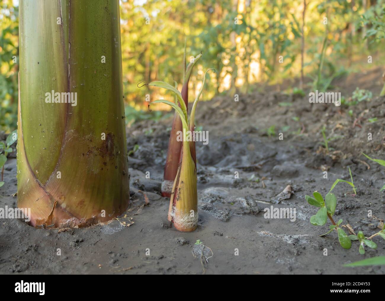 Banana suckers near the pseudostem of the mother plant Stock Photo - Alamy