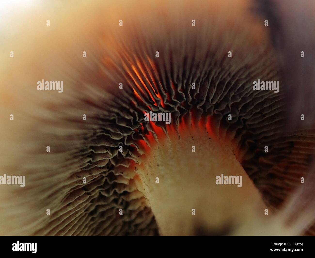 Mushrooms are a form of fungi found in natural settings around the ...