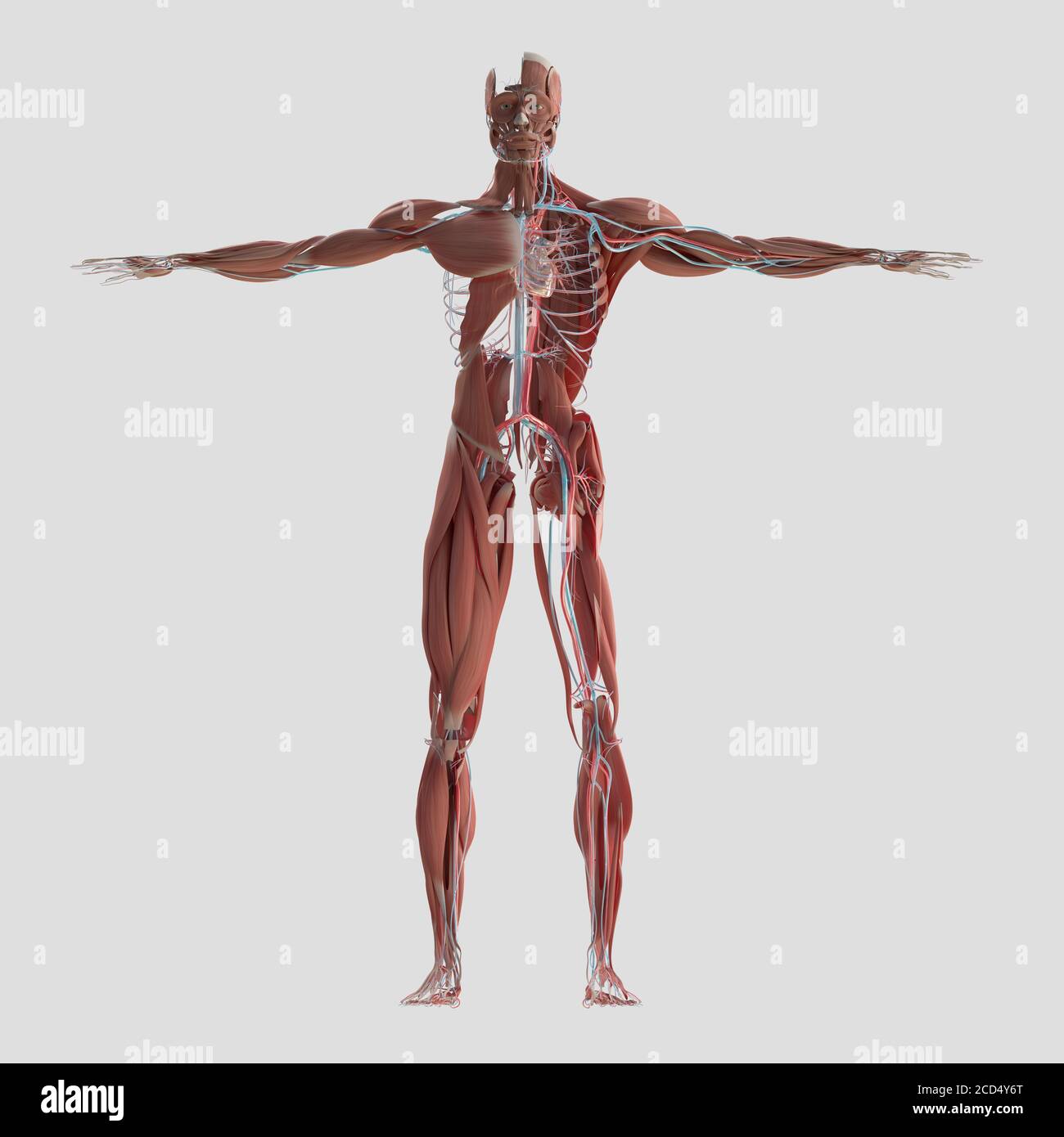 Anatomy illustration full human body front concept Stock Photo - Alamy