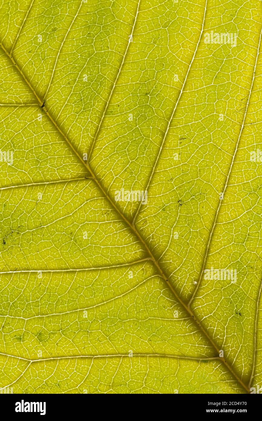 Senescent hi-res stock photography and images - Alamy