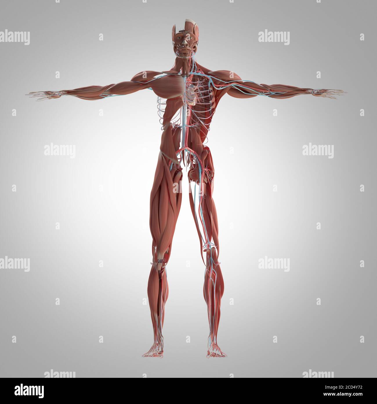 Anatomy illustration full human body front concept Stock Photo - Alamy