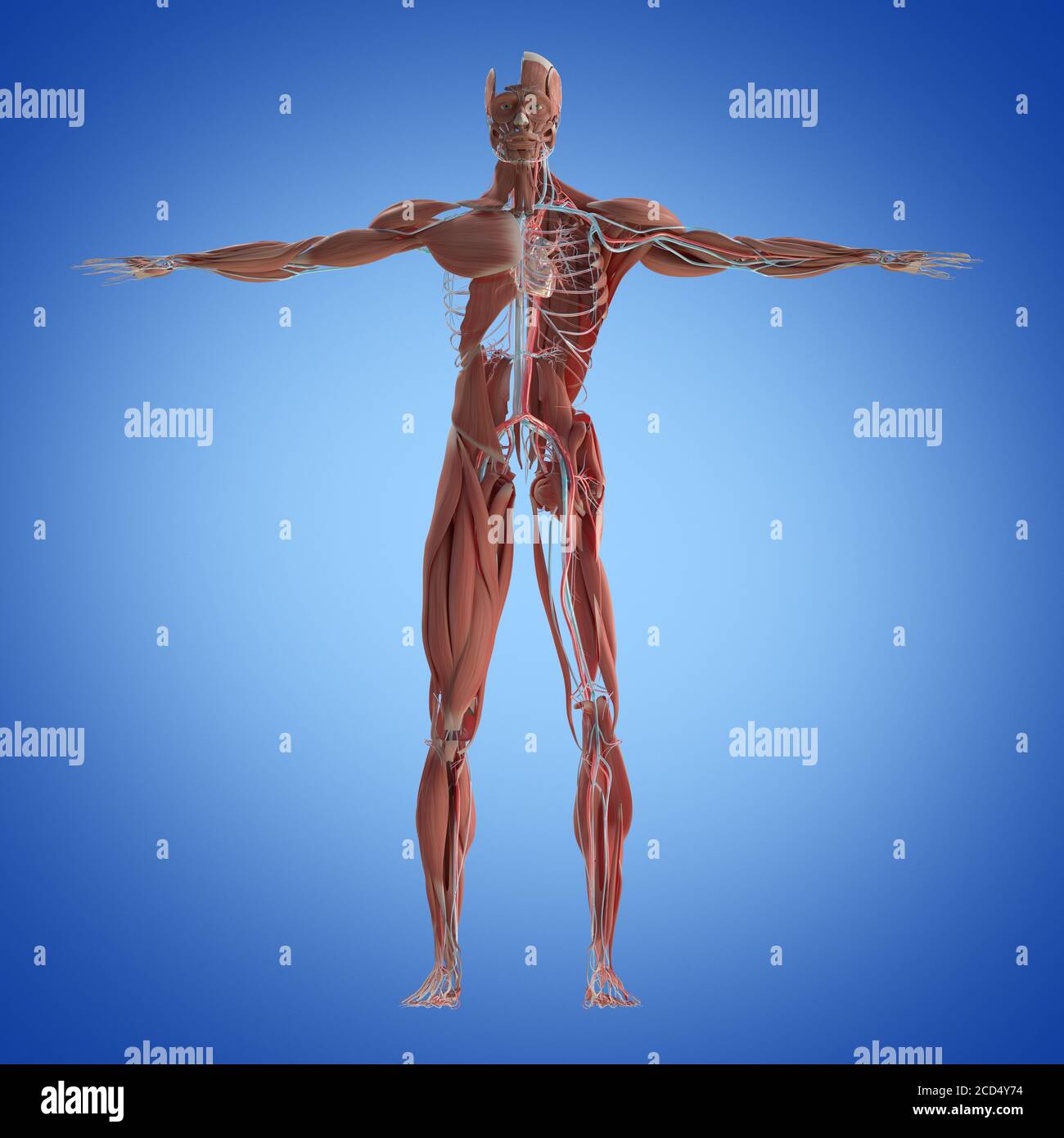 Anatomy illustration full human body front concept Stock Photo - Alamy