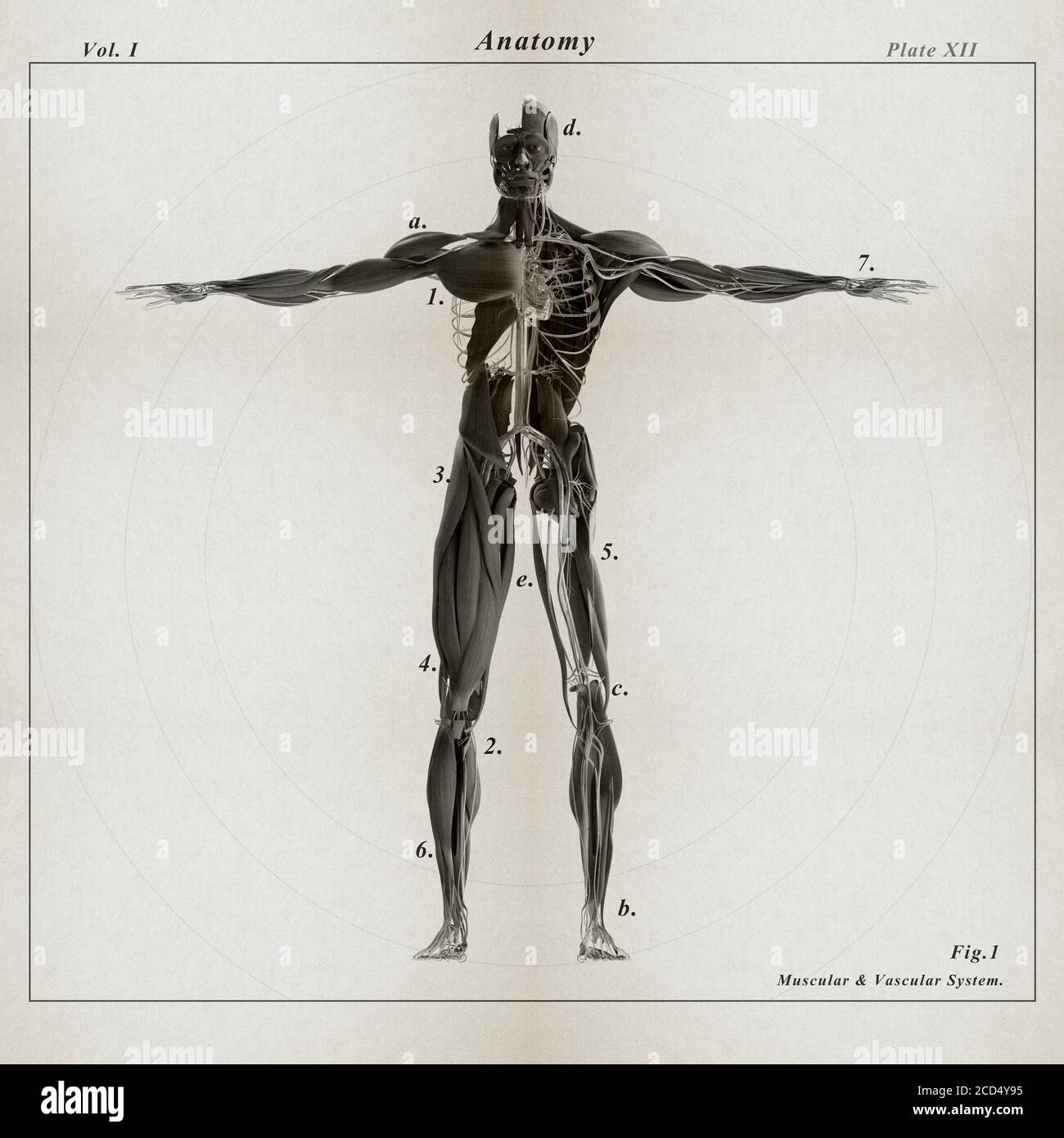 Anatomy illustration full human body front concept Stock Photo - Alamy