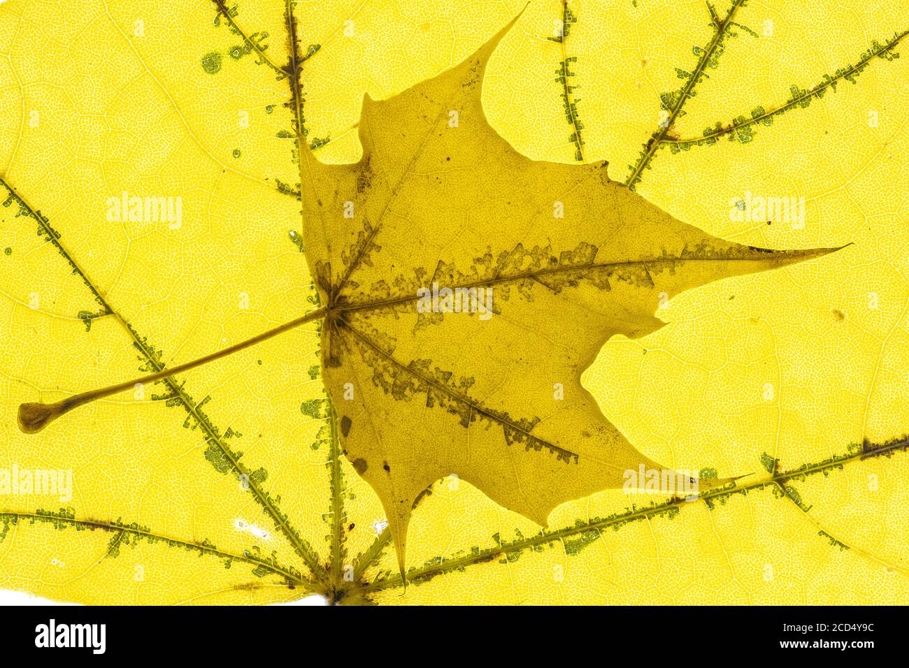 Maple (Acer spec.) Leaves in Fall Stock Photo - Alamy