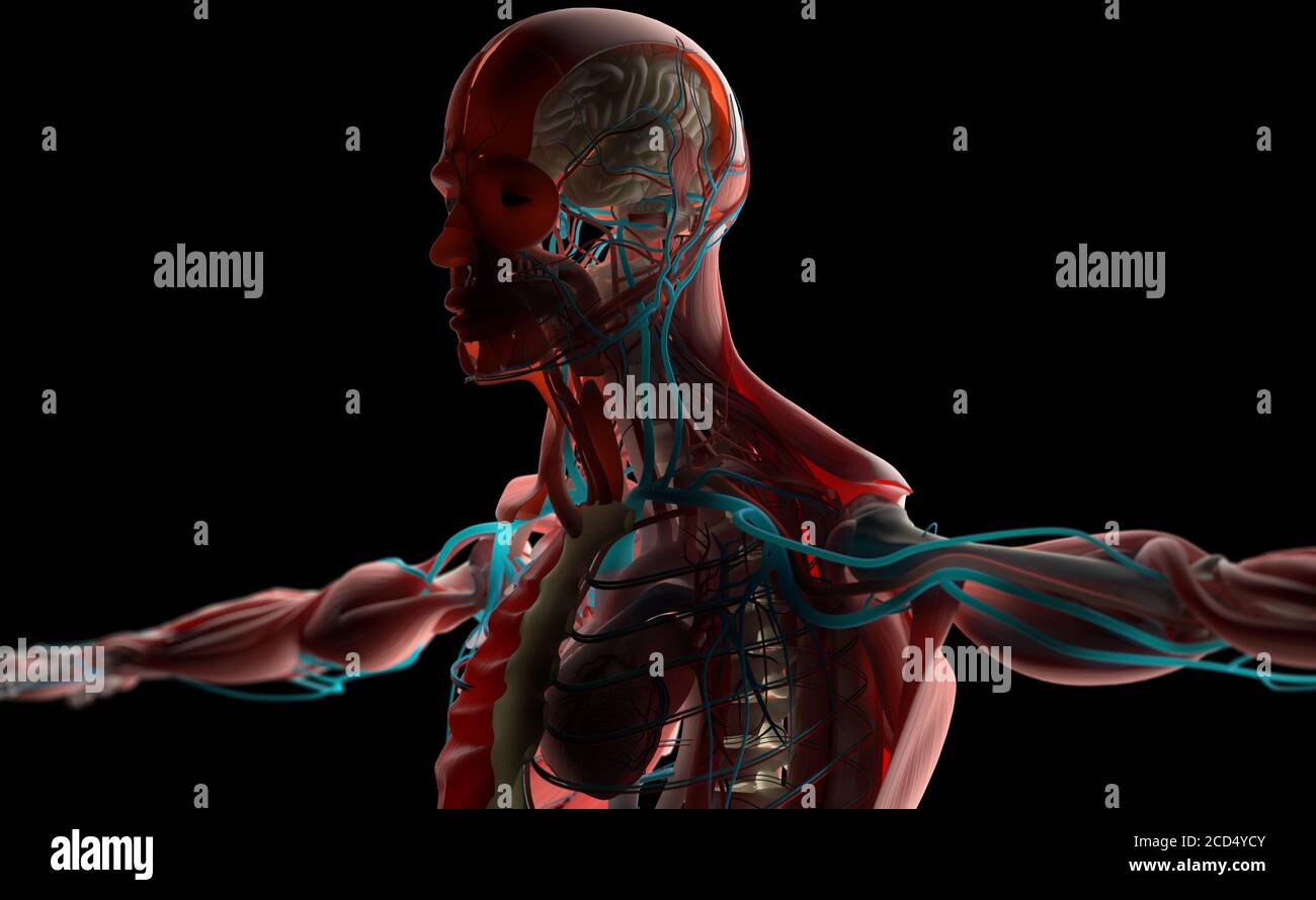Human anatomy concept art, 3d illustration Stock Photo - Alamy