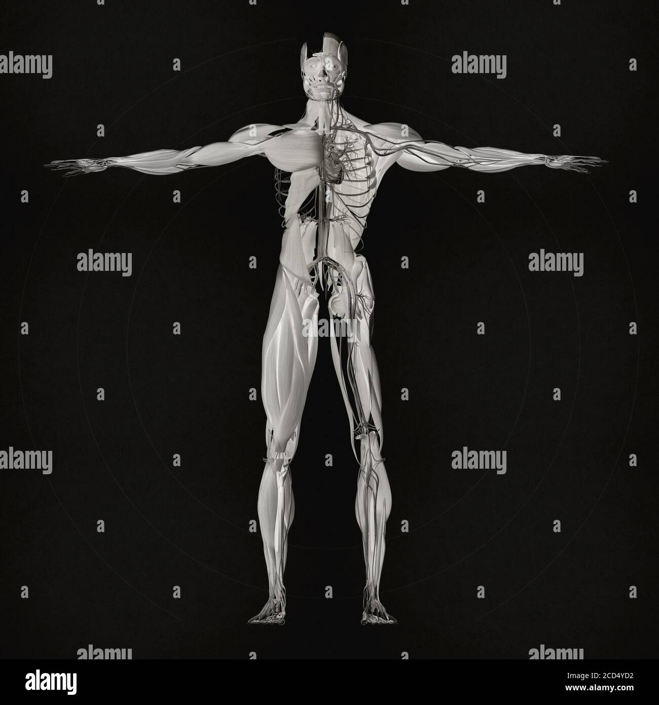 Anatomy illustration full human body front concept Stock Photo - Alamy