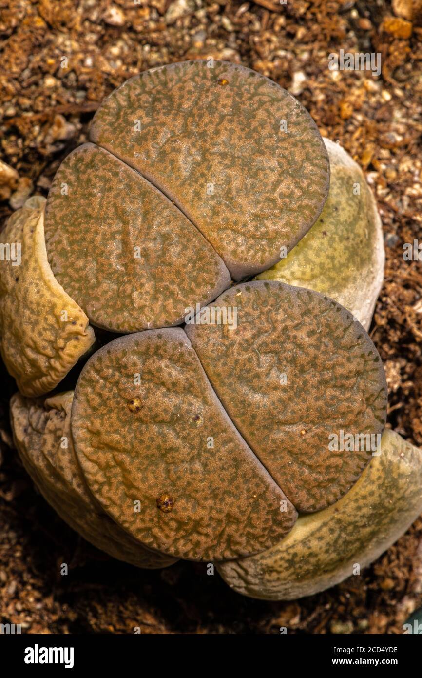Lithops desert hi-res stock photography and images - Alamy