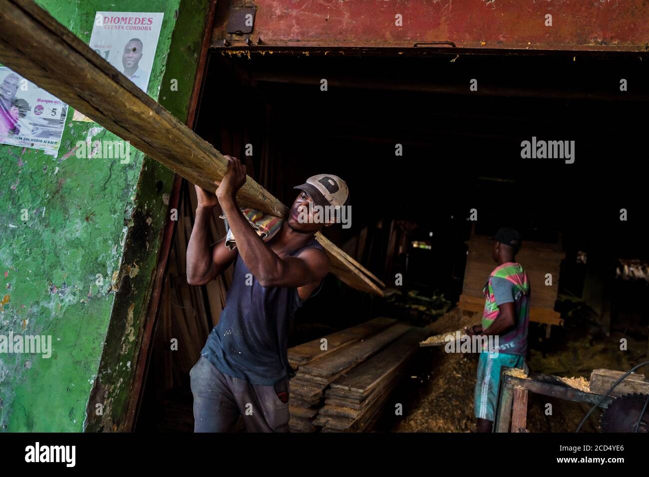 An Afro-Colombian worker carries a rough sawn board, extracted from the ...